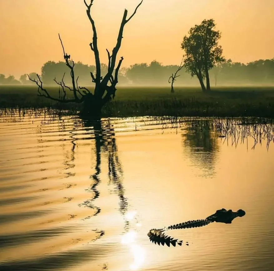 Wildlife Spotting in Kakadu: Where to Find Crocodiles and Other Animals